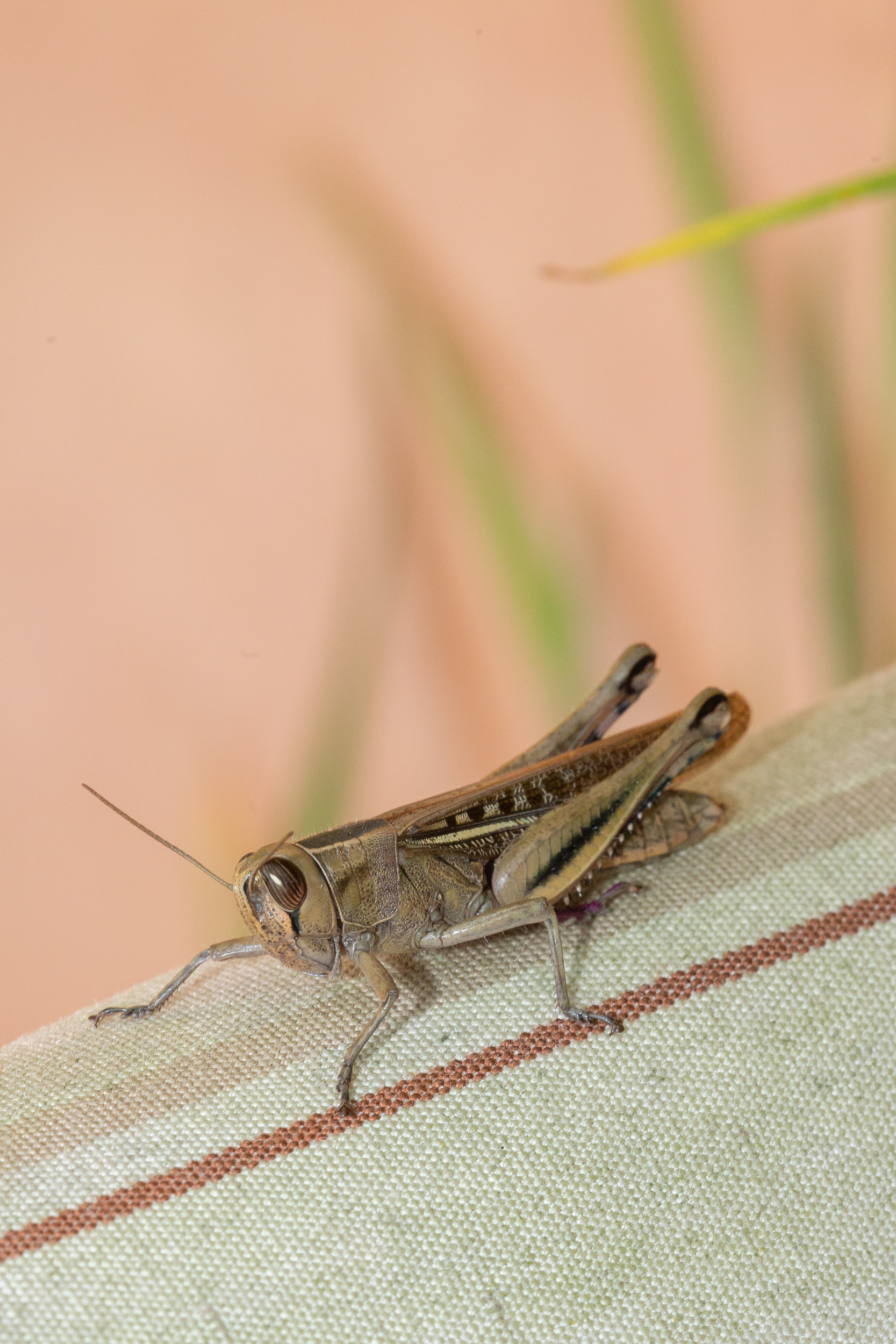 Fotografía Macro con Irix 150mm f/2.8 Dragonfly - Foto24