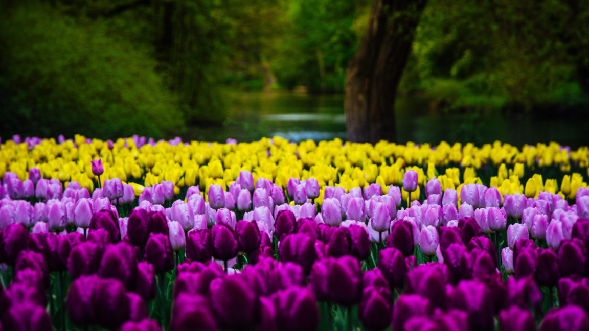 Fotografiar la primavera con 9 + 1 trucos esenciales - Foto24